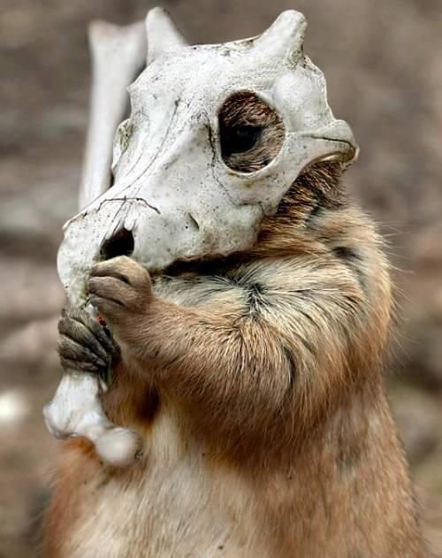 Rodent the Barbarian | Gentlemint