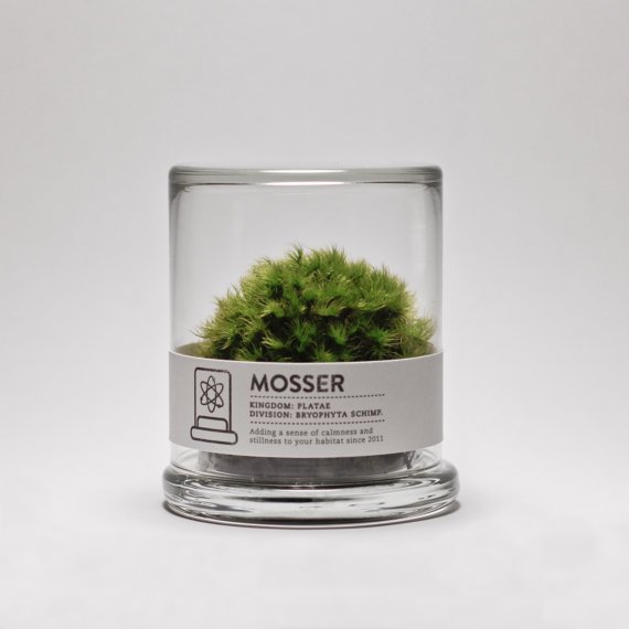 MOSSER scientific glass moss terrarium and spray by themosserstore ...