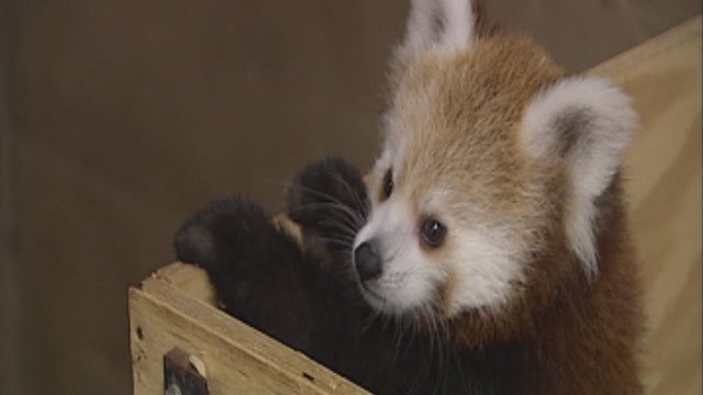 OKC Zoo's Baby Red Panda Named 'KayDee' | Gentlemint