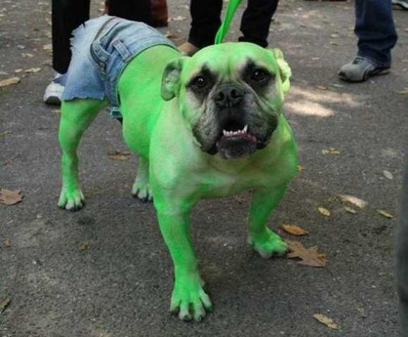 Boo Wow! The Top 10 Freakiest Scariest Halloween Dog Costumes | Gentlemint
