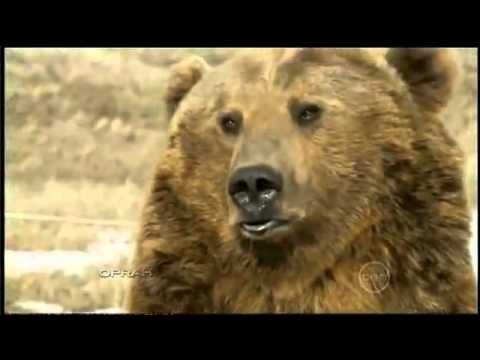 Brutus, the incredible pet grizzly bear - Great Video | Gentlemint