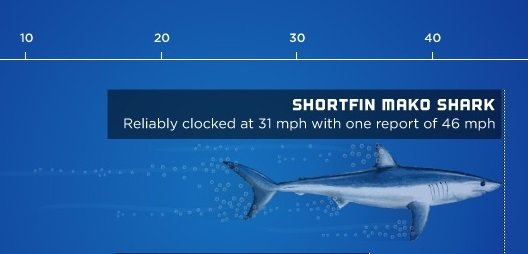 Shark Speed – World’s Fastest Sharks – Infographic | Gentlemint