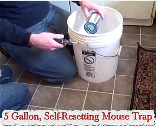 5 Gallon, Self-Resetting Mouse Trap | Gentlemint