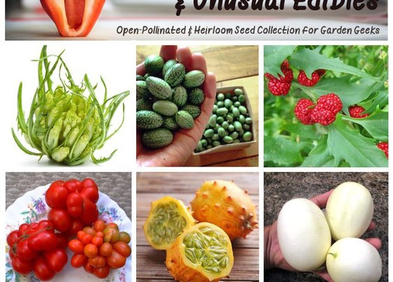 Unusual Vegetables | Gentlemint