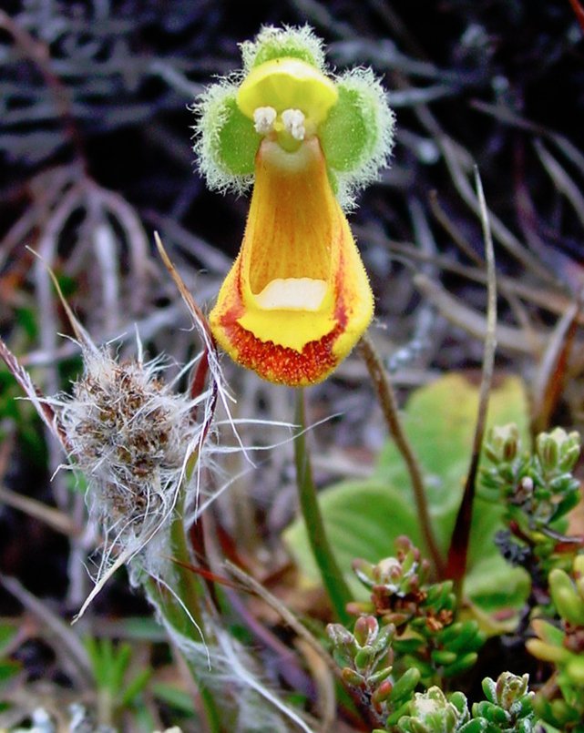 Darwin's Slipper Flower Rare Calceolaria fothergillii - 15 Seeds ...